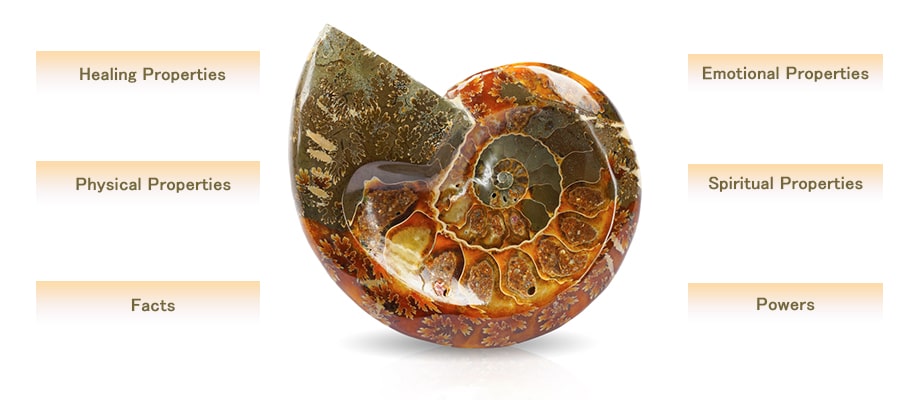 Everything You Need to Know About Ammonite: Properties, Uses